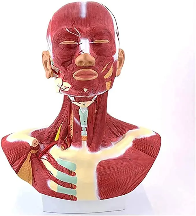 Facial Muscle Anatomy Model - Educational Tool for Medical