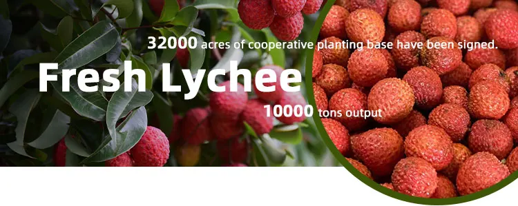 Wholesale Export Fresh Lychee Hot Selling Fruit - Buy Fresh Lychee Hot ...