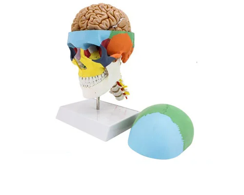 Human Life Size Medical Skull Model Colorful Skull Model With 8 Parts ...