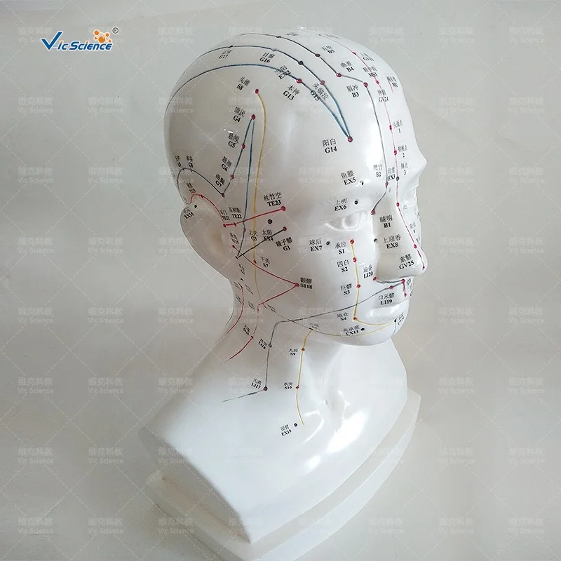 Life-size Head Acupuncture Model for Medical Science Training