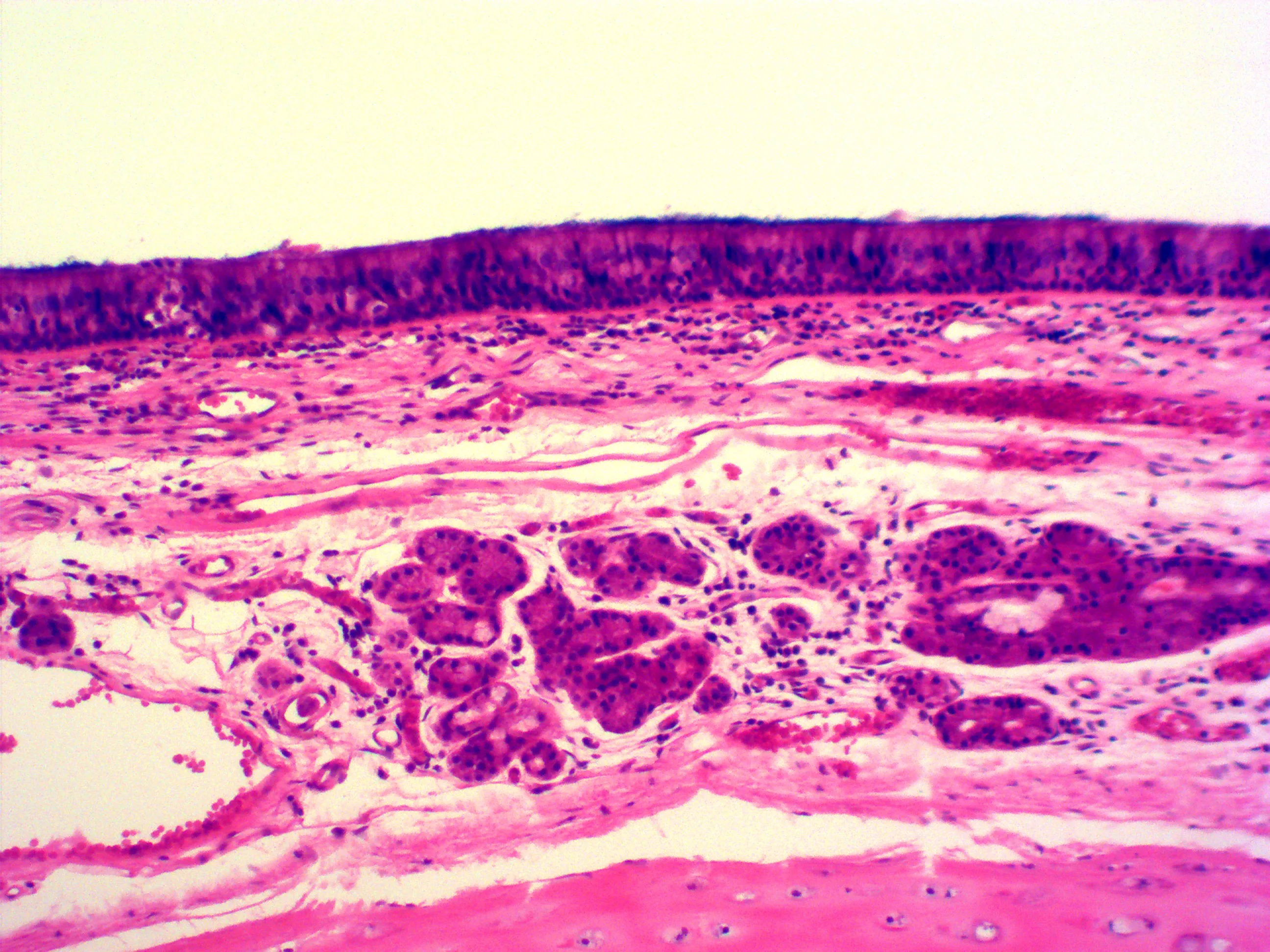 100pcs Human Microphotograph Histology Prepared Slides Set Specimens ...