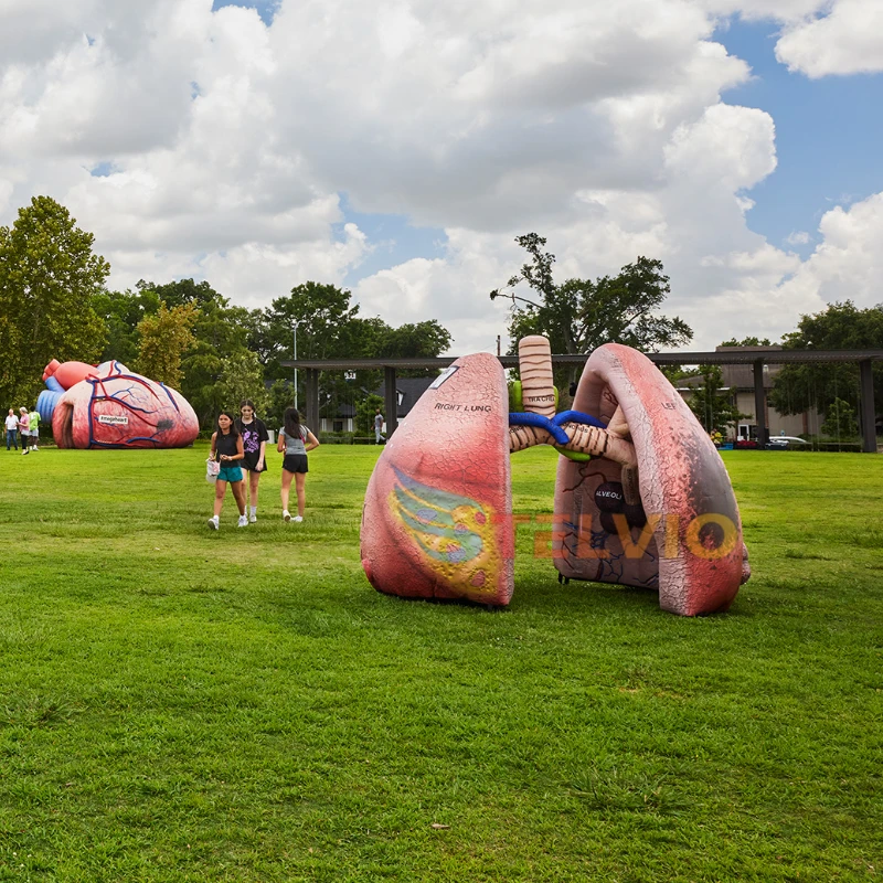 Inflatable Giant Brain Heart 3D Model - Medical Inflatables