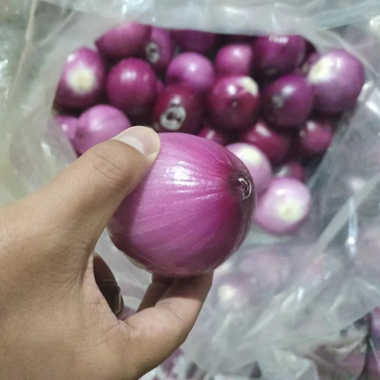 Fresh Red Onions from China - 10 KG Carton Export to Europe