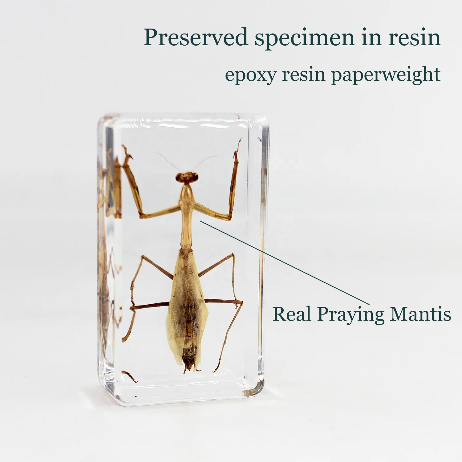 Praying Mantis Specimen in Resin - Real Insect Art Craft for ...