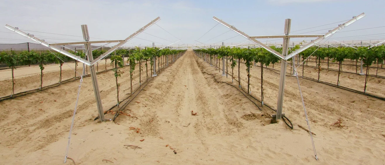 V Shaped Steel Table Grape Trellis Systems for Vineyards