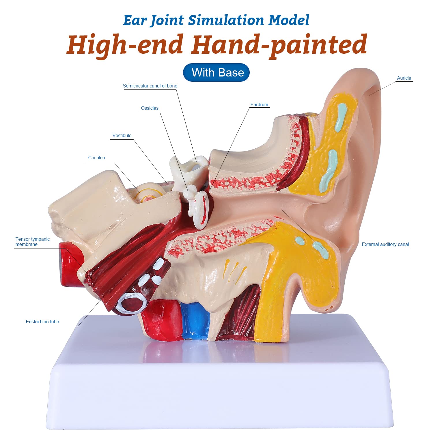 Human Ear Model Anatomy - Enlarged 3D Ear Model for Training