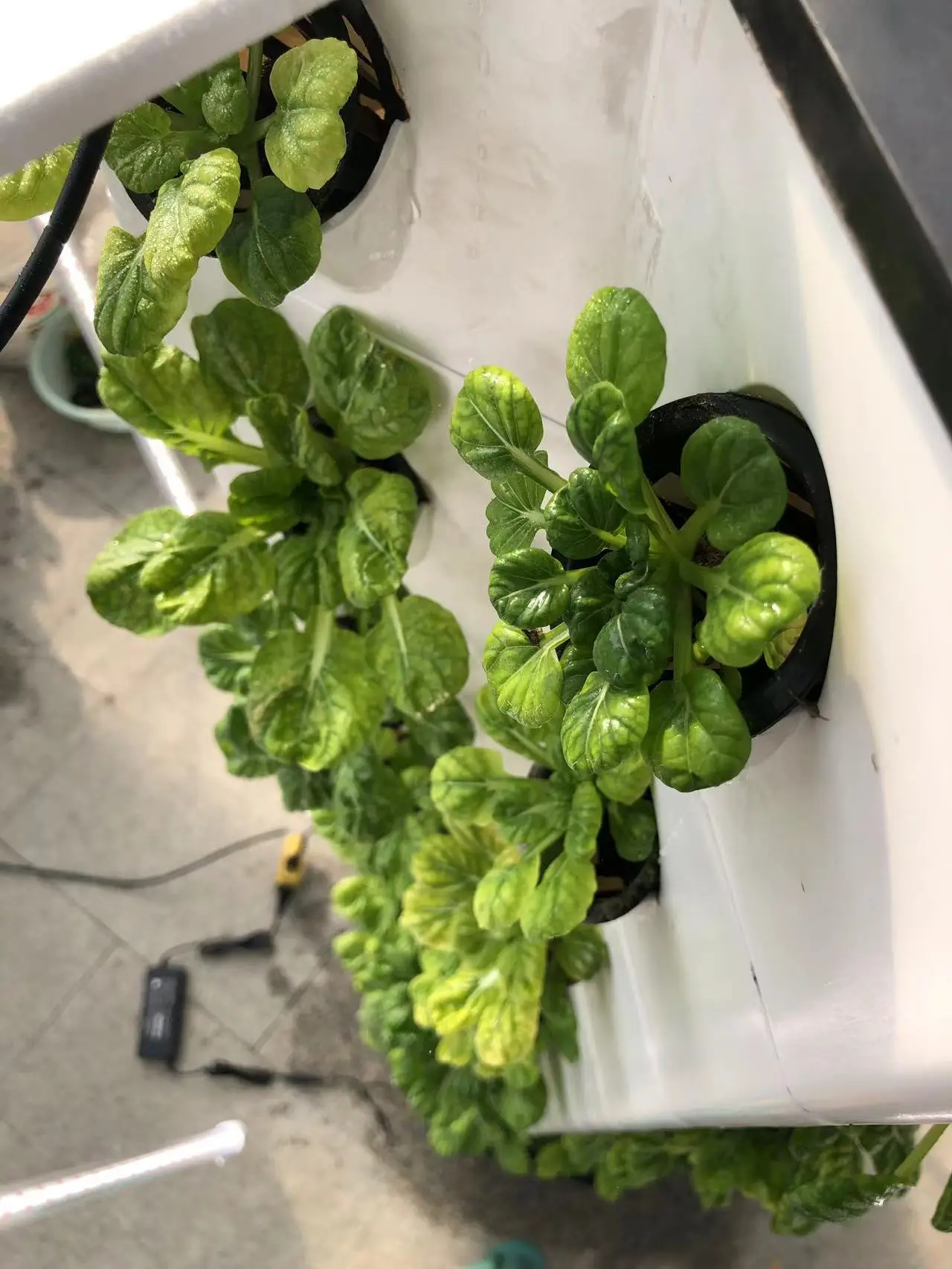 One-one Hydroponics System Vegetable Aerosol Cultivation Method ...