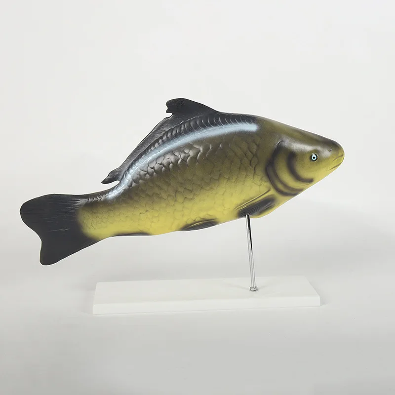 Fish Anatomical Model For Medical Teaching - Buy Fish Model fish ...