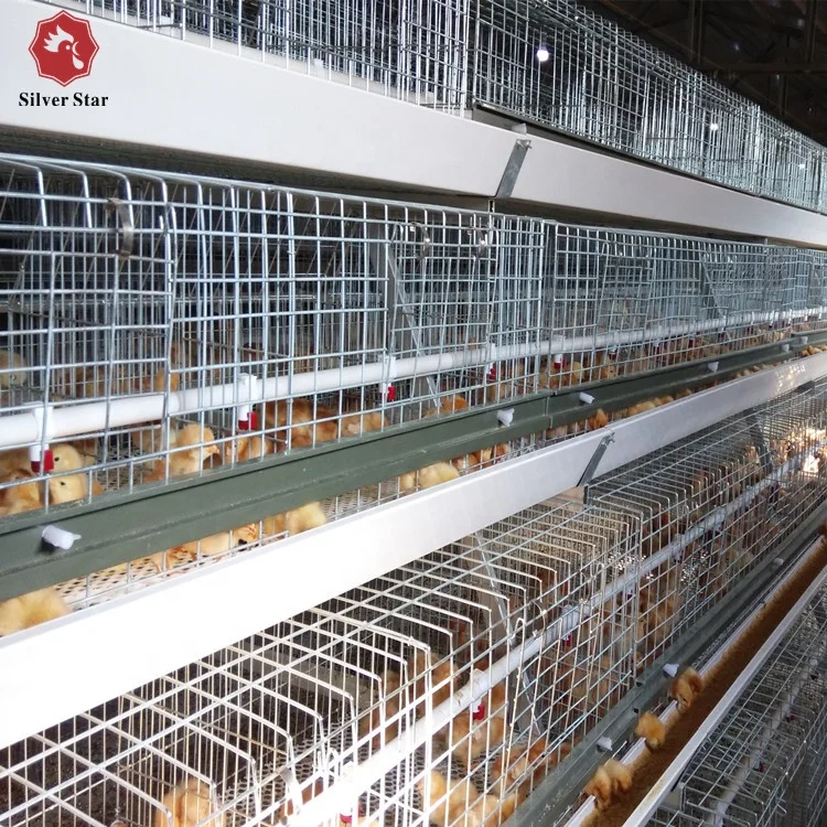 Free Plan Layout Design Cages for Layer Chicken Broiler