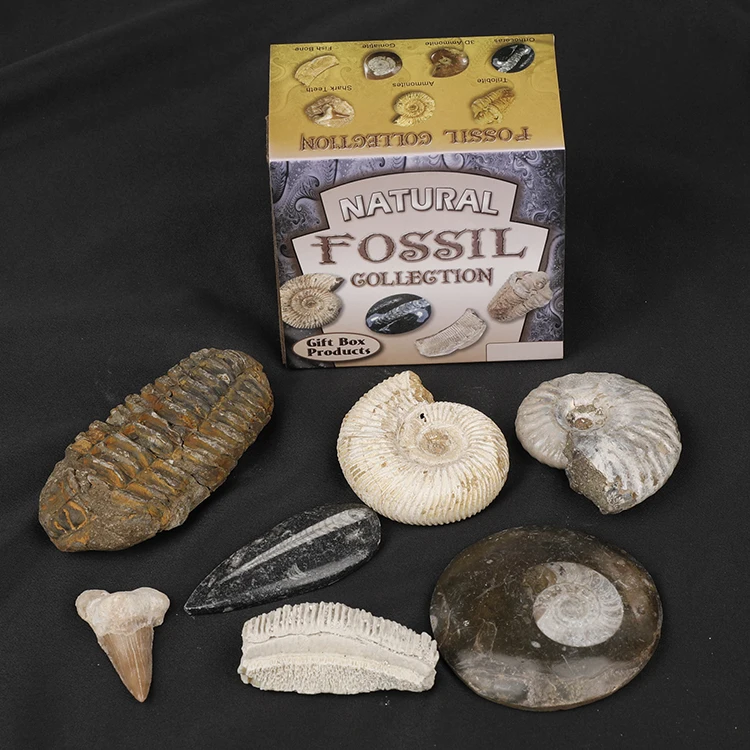 Trilobite Ammonites Orthoceras Goniatite Fish Bone Fossils Collection ...