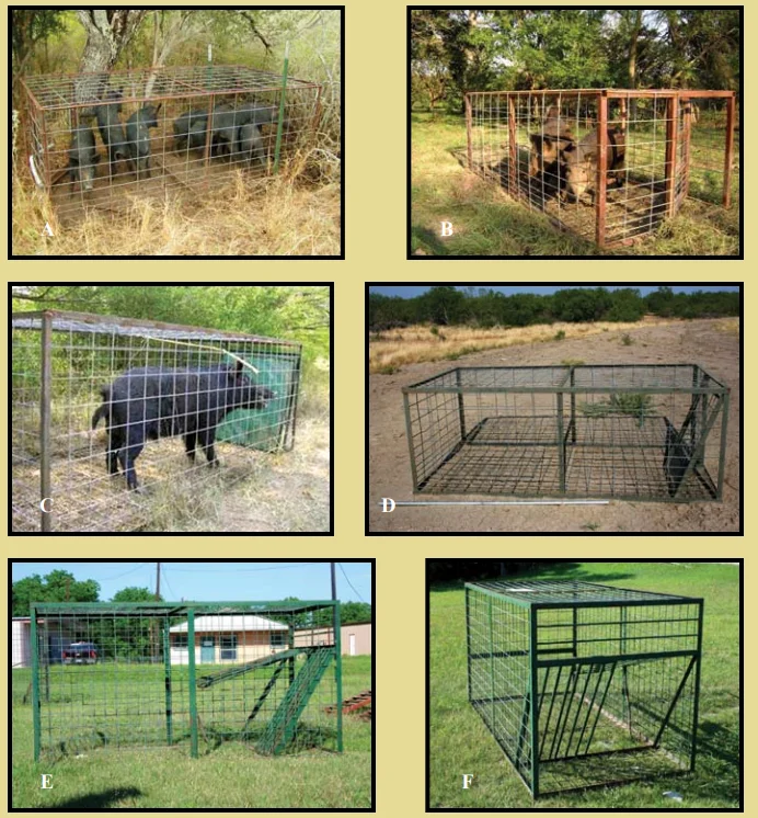 3-door Feral Hog Trap - Efficient Animal Control Solution