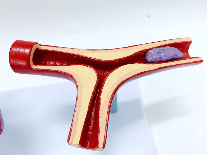 Anatomical Heart Model - Educational Tool for Medical Science