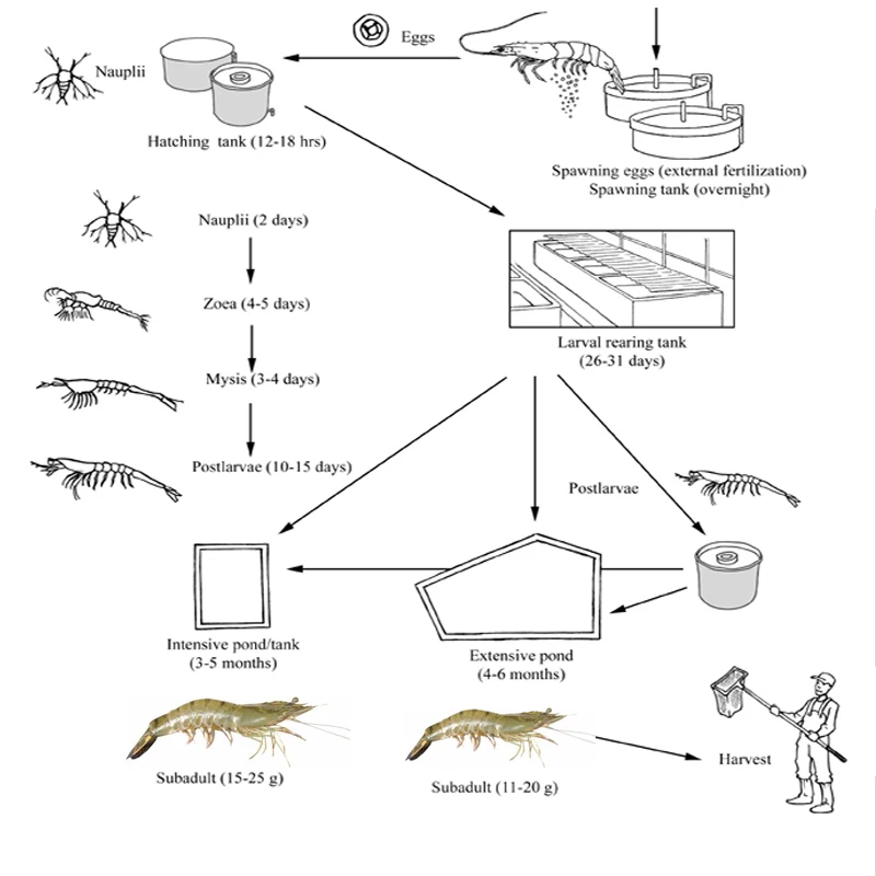 Indoor Ras System Shrimp Farming Recirculating Aquaculture System Aquipment For Vannamei Shrimp