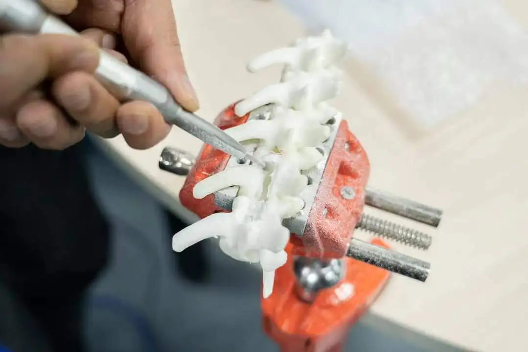 Veterinary Dissection Animal Canine Skeleton Plastic Model Dog Lumbar ...