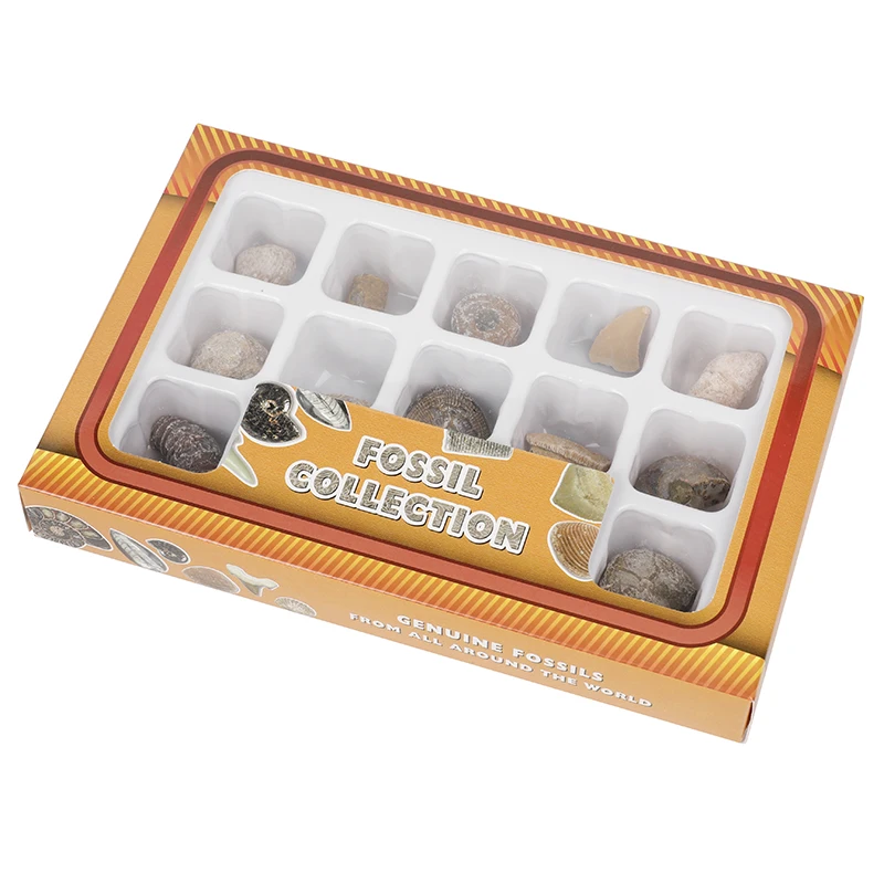 Genuine Fossil Collection - 12 Fossils,Science Kit For Kids,A Geology ...