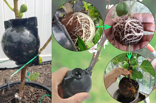 Hongguan Garden Plant Cutting Grafting Tree Seedling Rooting Ball Root ...