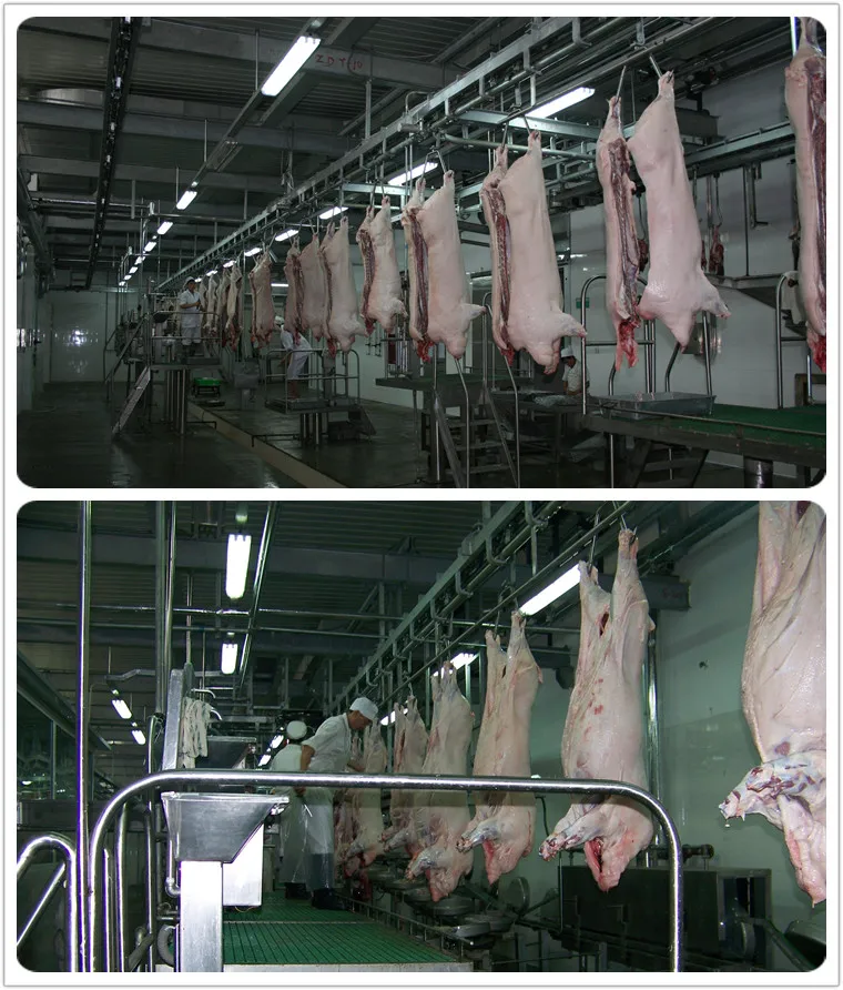 Modern Hog Slaughterhouse With Pork Butcher Abattoir Meat Process ...