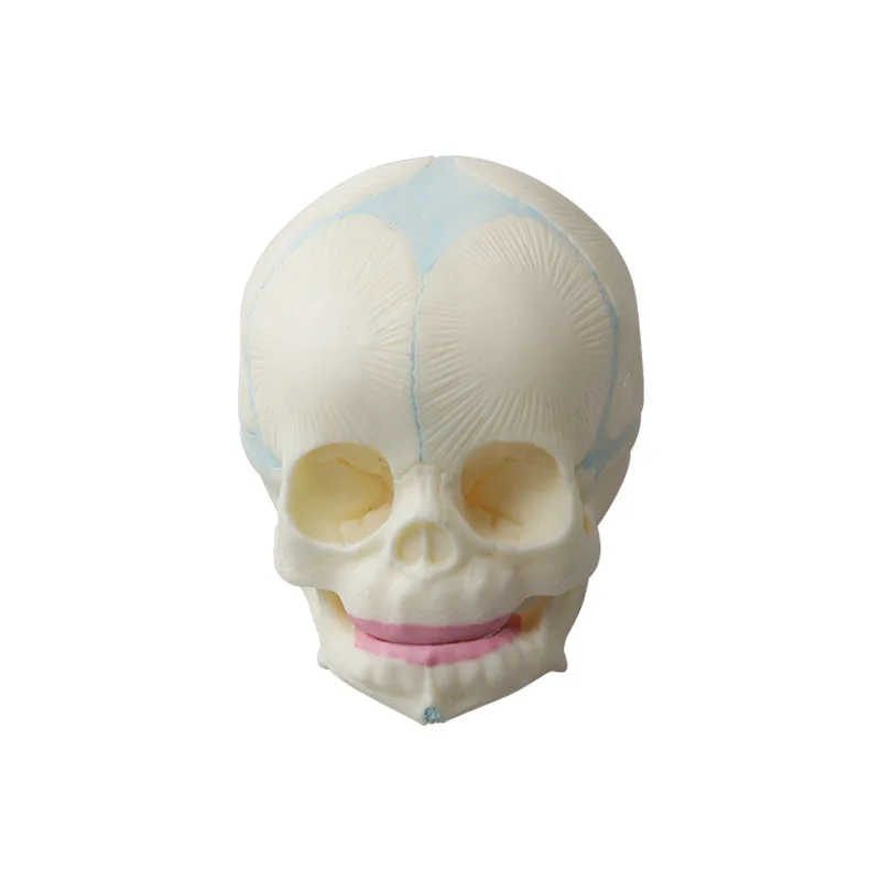 KyrenMed Fetal Skull Model Human Fetus Infant Medical Skull Anatomy ...