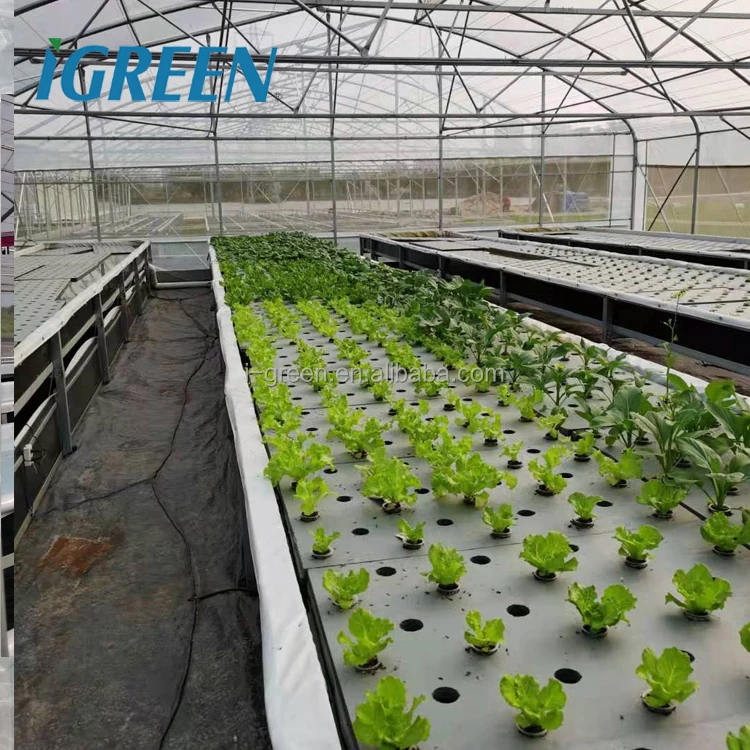 Deep Water Culture Dwc Hydroponics System Growing Racks For Greenhouse ...