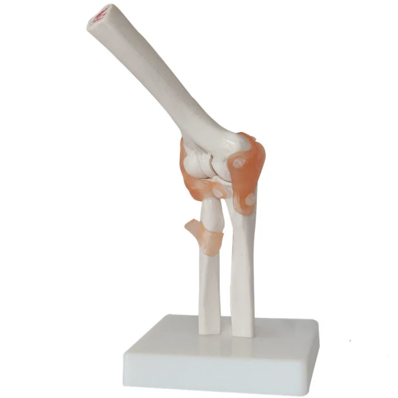 Medical Anatomy Human Skeleton Model Joint Model Of Various Ligaments Human Joint Model