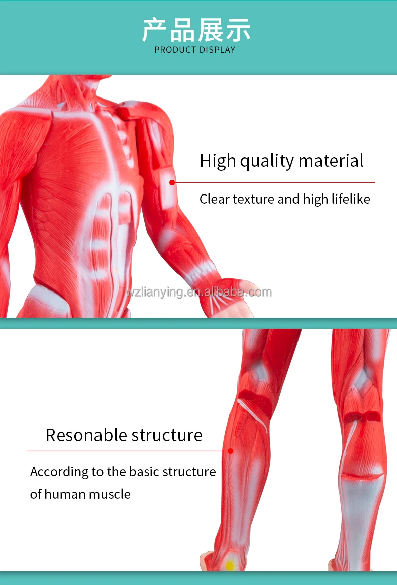 Pvc 85cm Body Anatomy Human Muscle Model - Buy Human Muscle Model ...