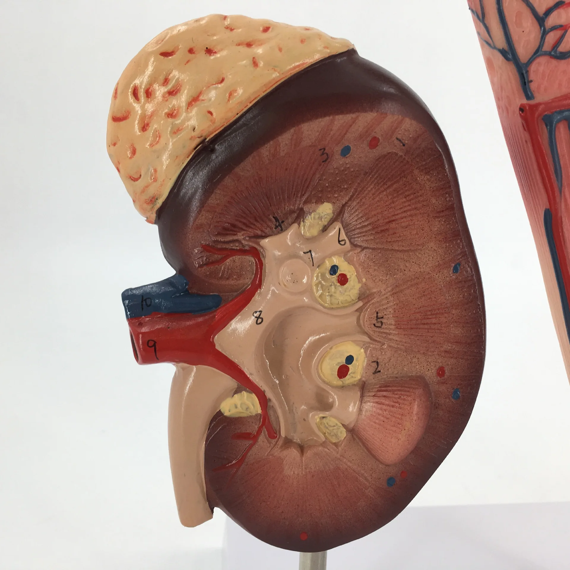 Medical Nephron Glomerulus Enlarged Kidney Anatomy Model