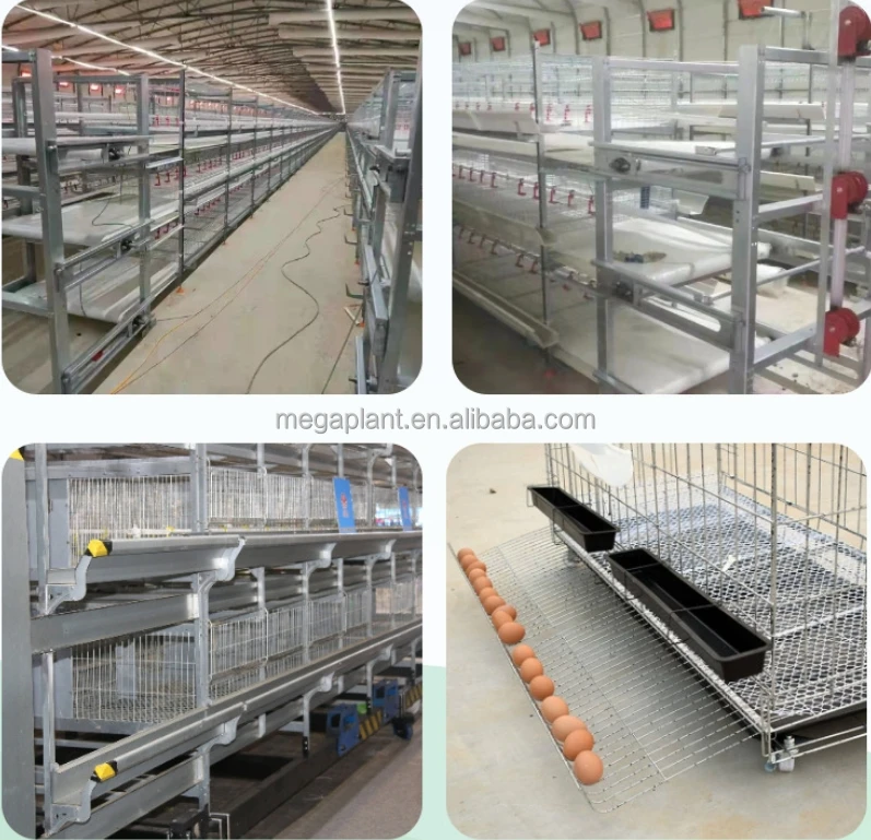 Automatic Poultry Farming Modern Shed System a Type Egg Chicken Layer ...