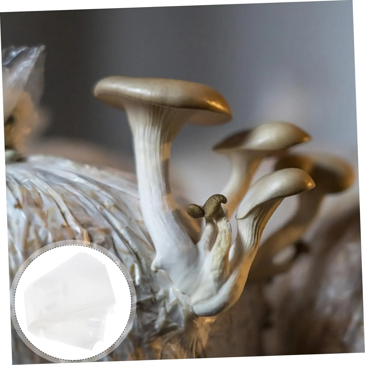 Polypropylene Material Mycelium Inoculate Mushroom Cultivating Grow Bag ...