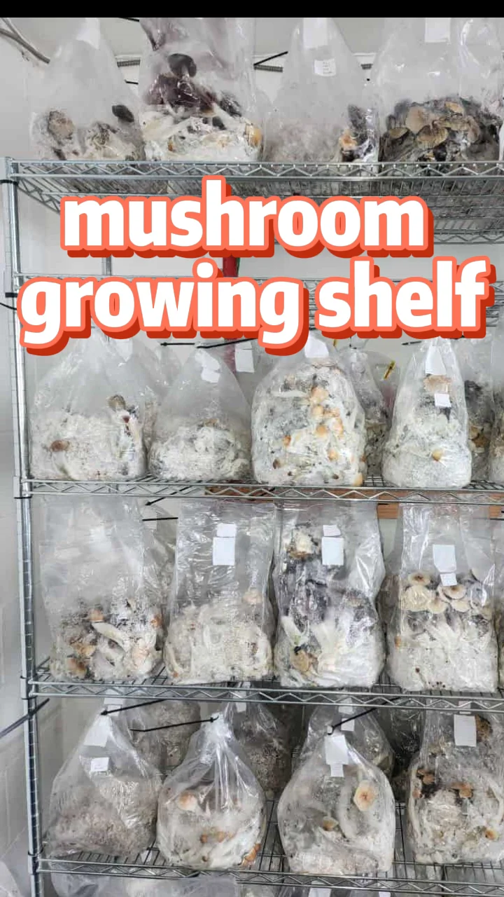 2024 New Mushroom Racks Growing Shelves Metal Mesh Shelf Mushroom ...