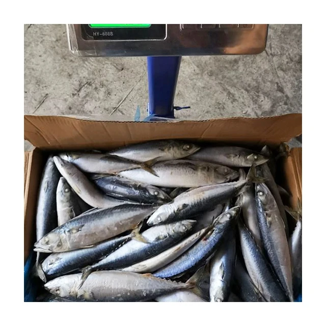 Frozen Pacific Mackerel Fish Suppliers Mackerel Price - Buy High ...