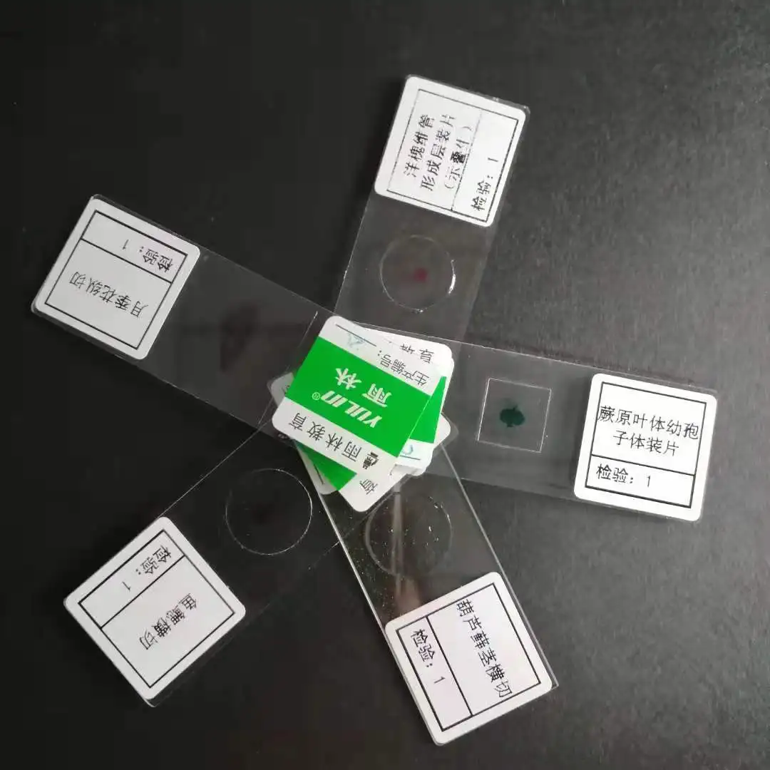 Medical Insects Mosquito Microscope Glass Slides Set - 25PCS for ...