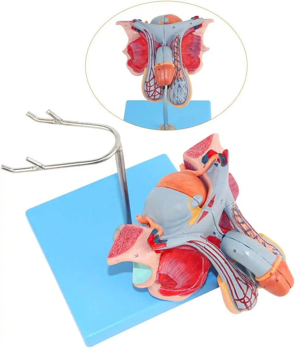 Anatomy Male Reproductive Model Genital Organs Anatomical Human Body ...