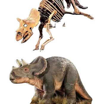 Dinosaur Park Real Size Fiberglass Triceratops Dinosaur Skeleton Fossil ...