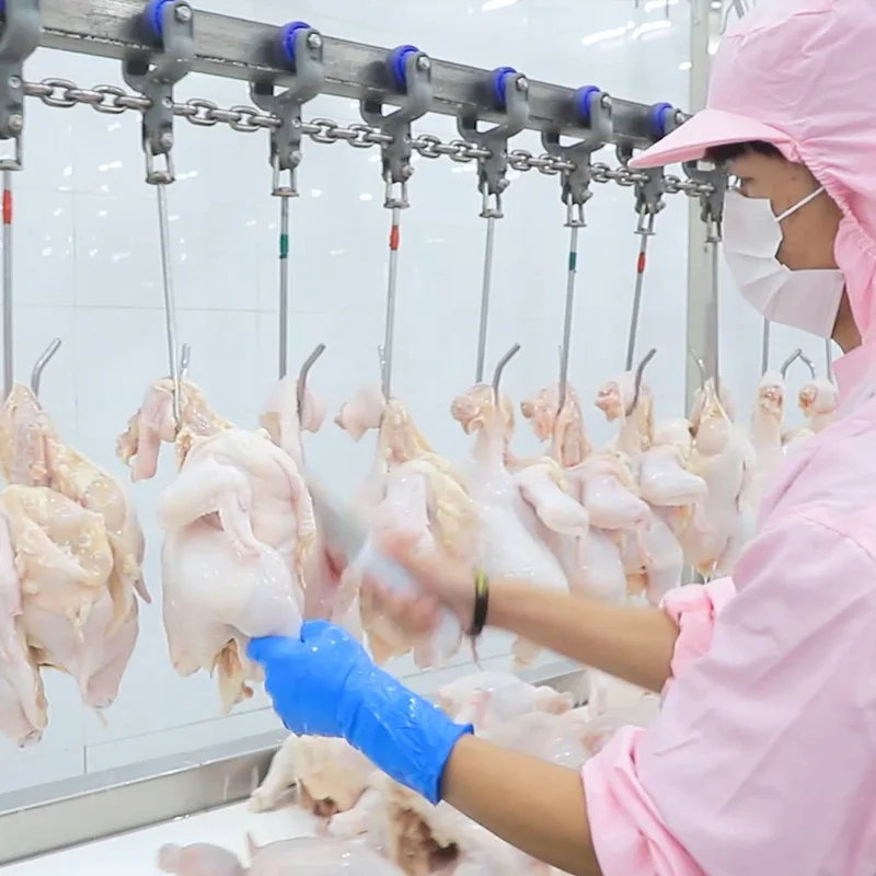 Qingdao Raniche Broiler Chicken Production Process| Alibaba.com