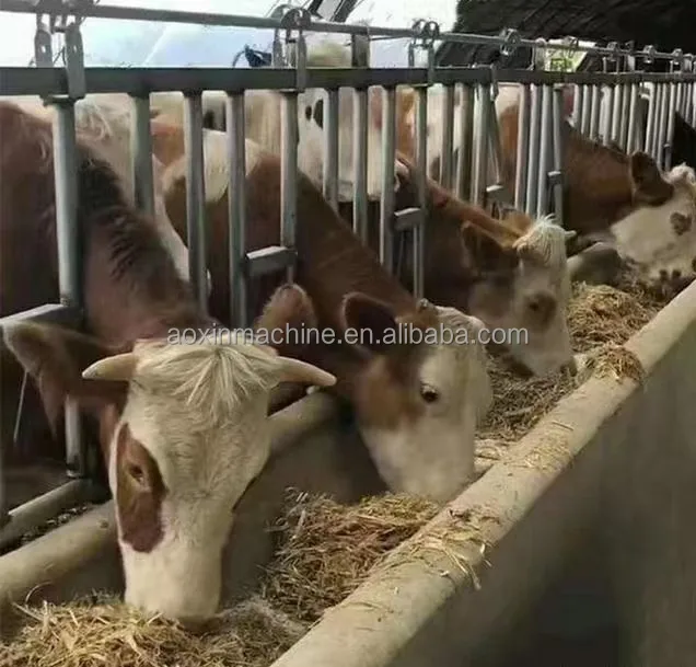Cattle Headlock Used Cow Headlocks For Cattle Galvanized Cattle ...