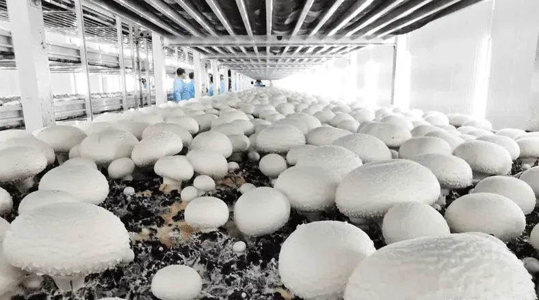 Mushroom Growing Equipment Vertical Farming Smart Farm Container ...