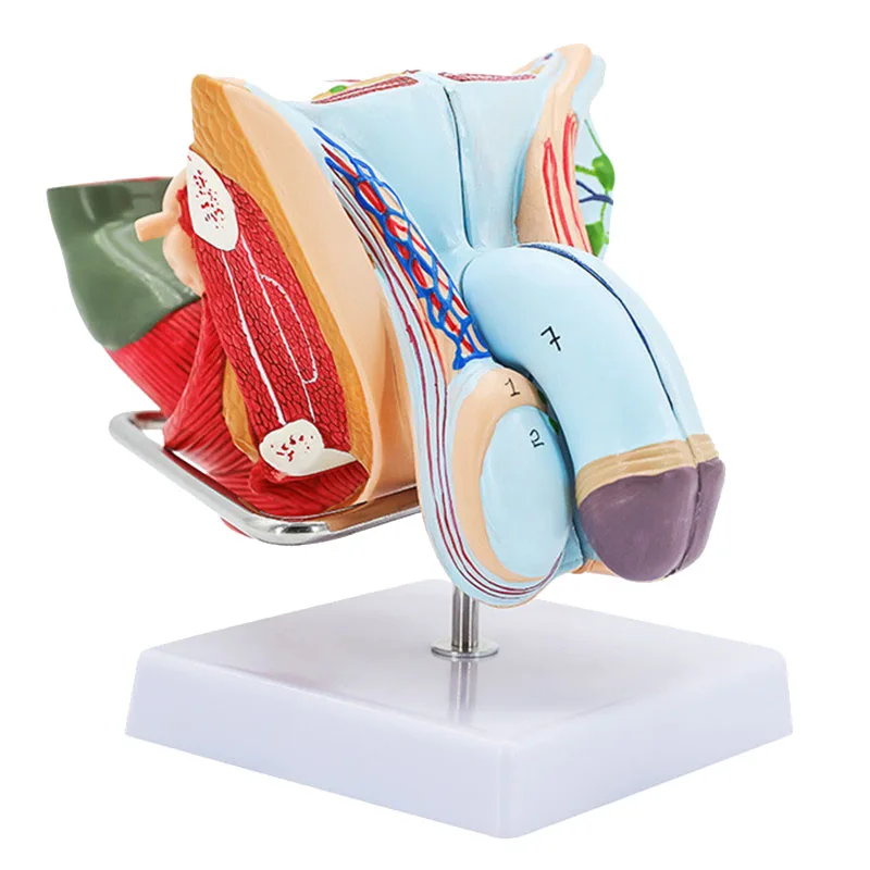 Alibaba.com: Anatomical Male Genital Organ Model with Internal ...