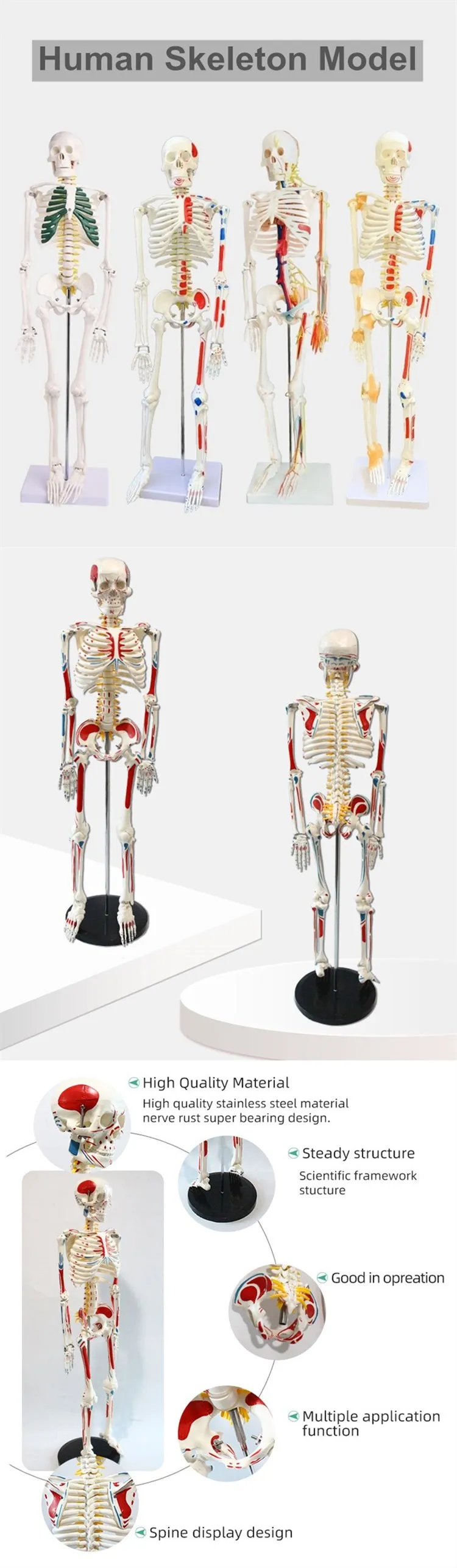 Standard People Active Model Anatomy Skeleton Learning Halloween Party ...
