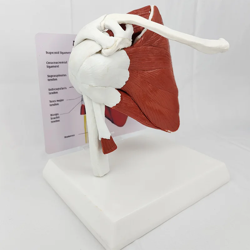 Anatomical Shoulder Joint Model - Detailed Functional Insights
