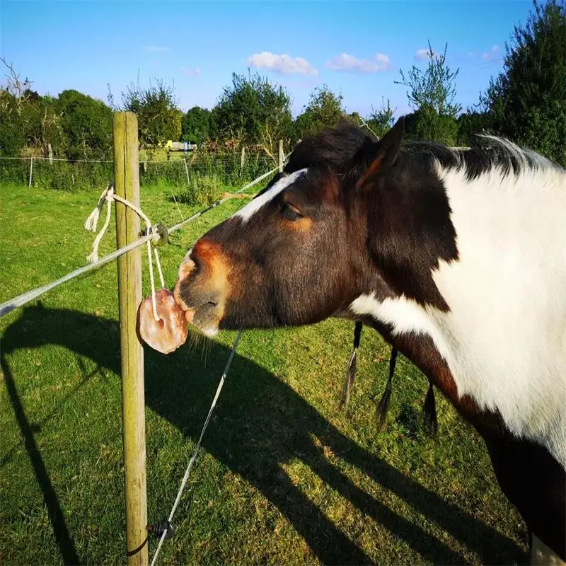 Pakistan Horse Cattle Rope Blocked Salt Lick Himalayan Animal Licking ...