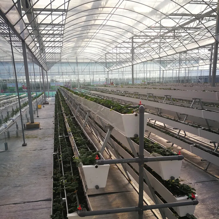 Sainpoly Tomato Greenhouse - Commercial Hydroponics Serre