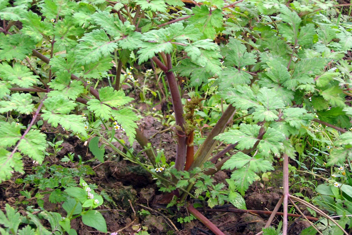 Angelica Root Extract Powder Angelica Sinensis Extract Angelica ...