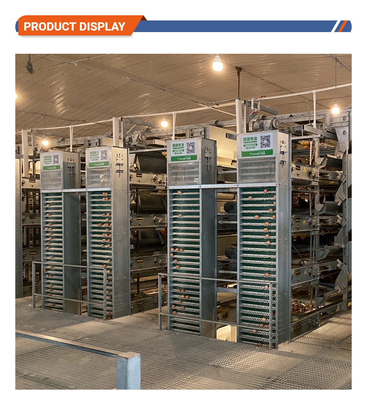 Automatic Poultry Farming - Modern Shed System for Layers