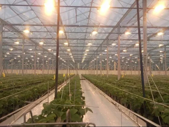 Triangle Slant Polygon Arc Flat Roof Green House Metal Frame Outdoor ...