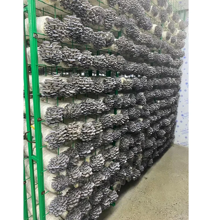 Adjustable King Oyster Mushroom Growing Shelves Shiitake Mushroom ...