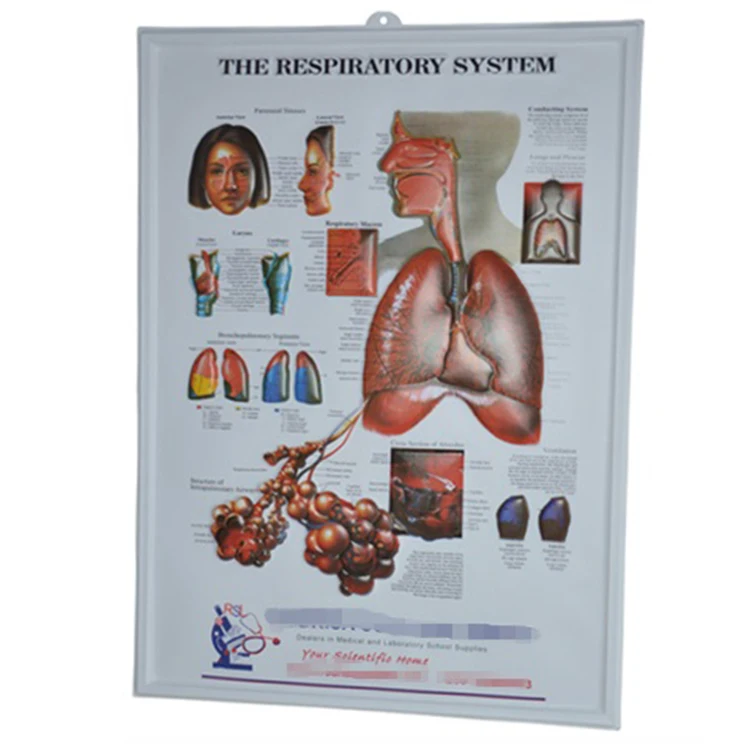 Custom Printing 3D Embossed Human Anatomy Poster - PVC Educational ...