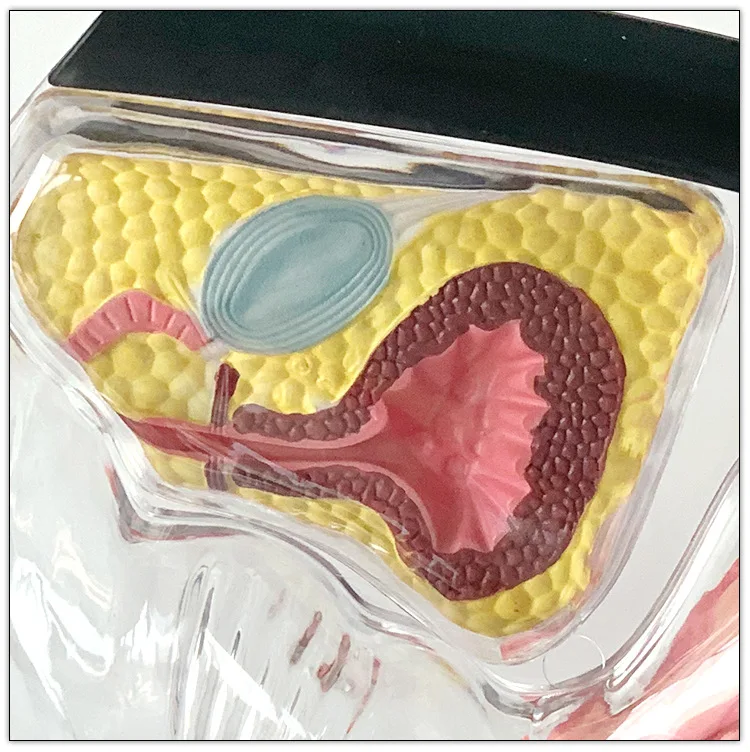 Female Anatomical Model - Reproductive System Insights