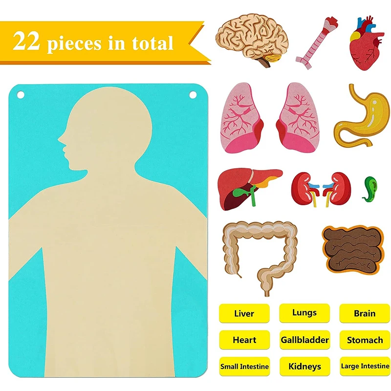 Upin Custom 3d Organs Awareness Montessori Early Learning Human Body ...