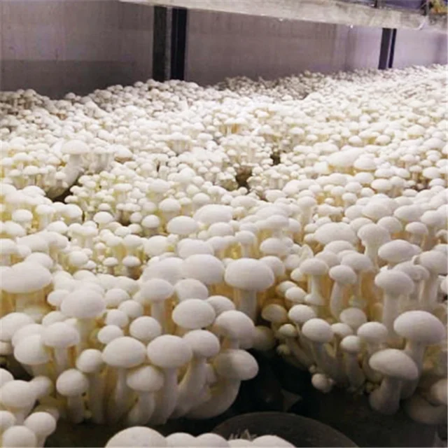 Mushroom Container Growing Equipment Farming Shipping Container Farm ...