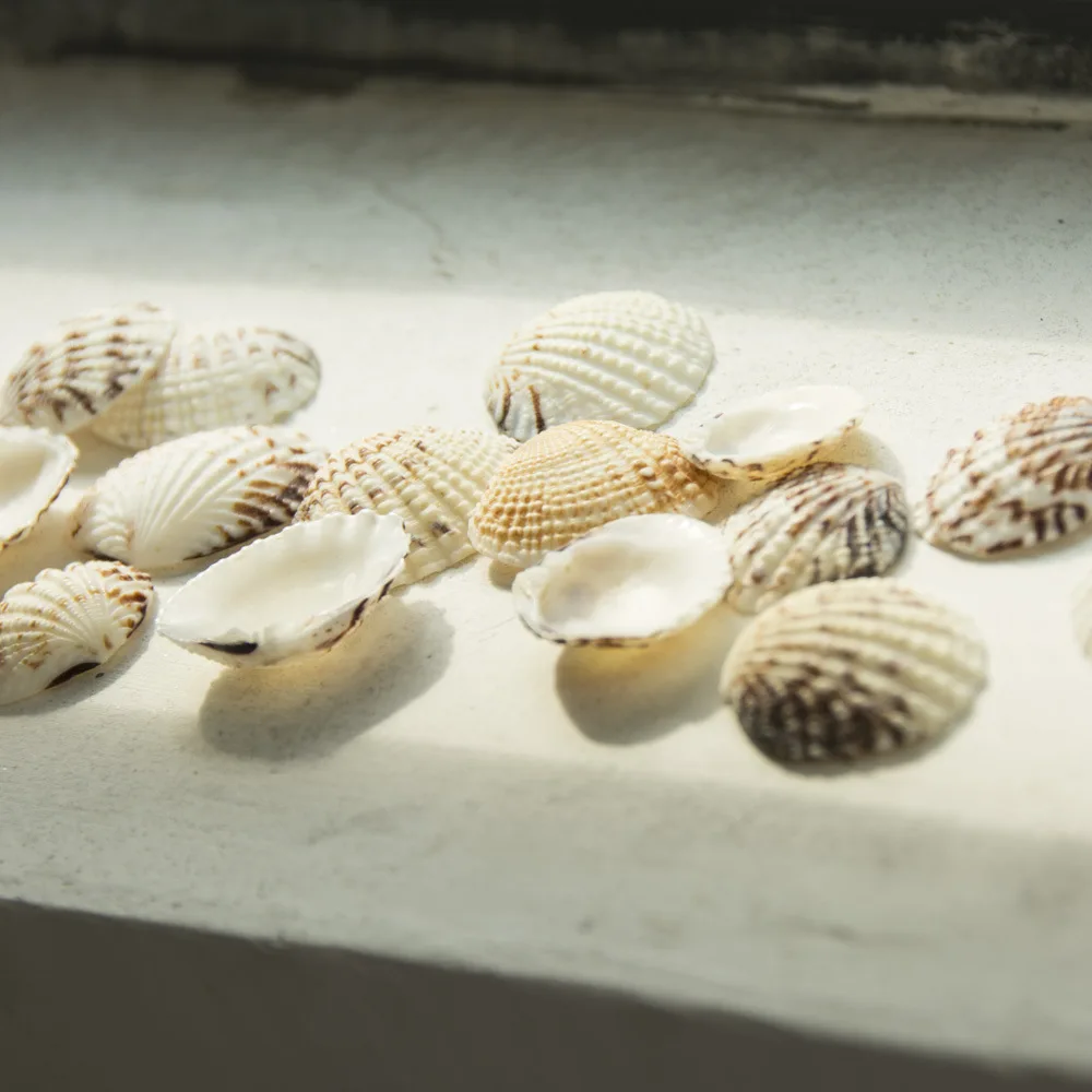 Natural Seashell Small Scallop Shells for Home Decoration| Alibaba.com